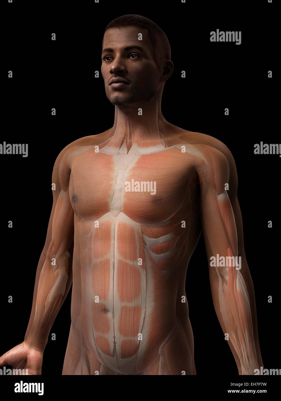 Male muscular system, illustration Stock Photo - Alamy