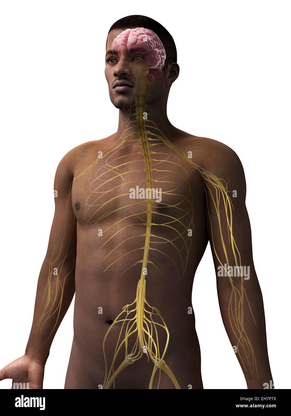 Male nervous system, illustration Stock Photo - Alamy