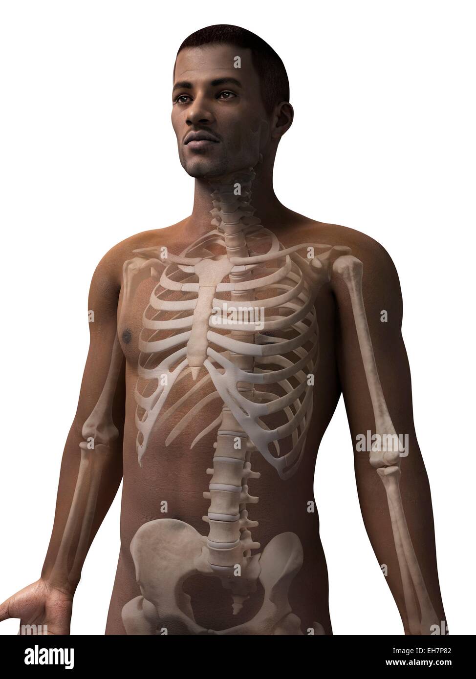 Male skeletal system, illustration Stock Photo - Alamy