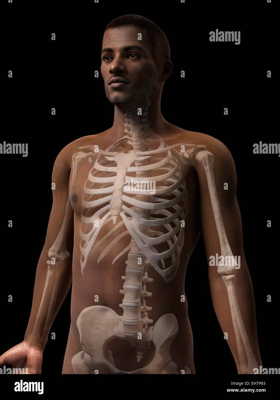 Male skeletal system, illustration Stock Photo - Alamy