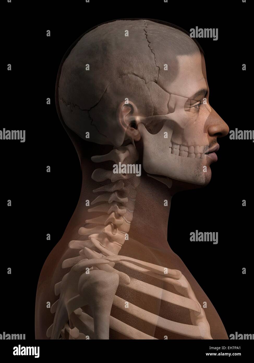 Male skull and neck bones, illustration Stock Photo - Alamy
