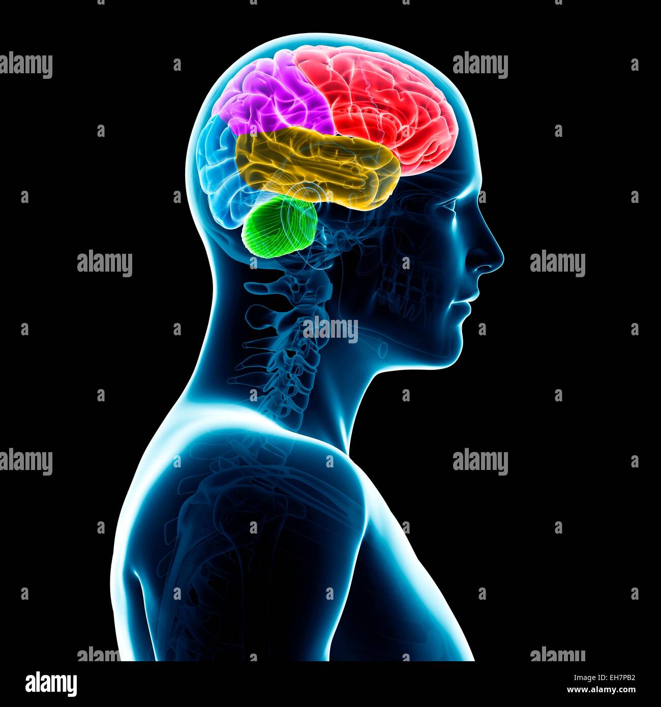 Human brain, illustration Stock Photo - Alamy