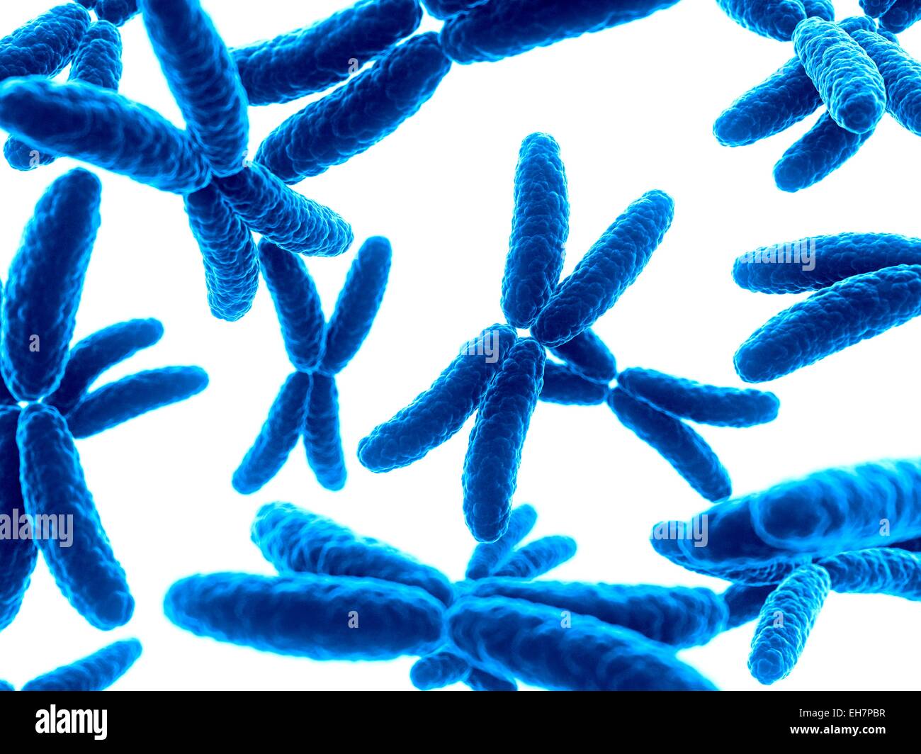 Human x chromosomes, illustration Stock Photo - Alamy Human x chromosomes, illustration Stock Photo - Alamy