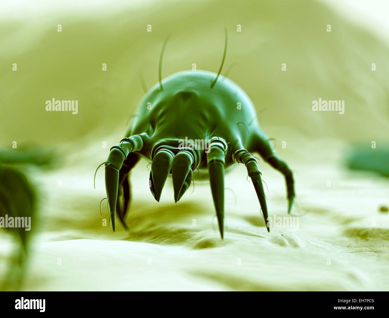 Dust mite, illustration Stock Photo - Alamy