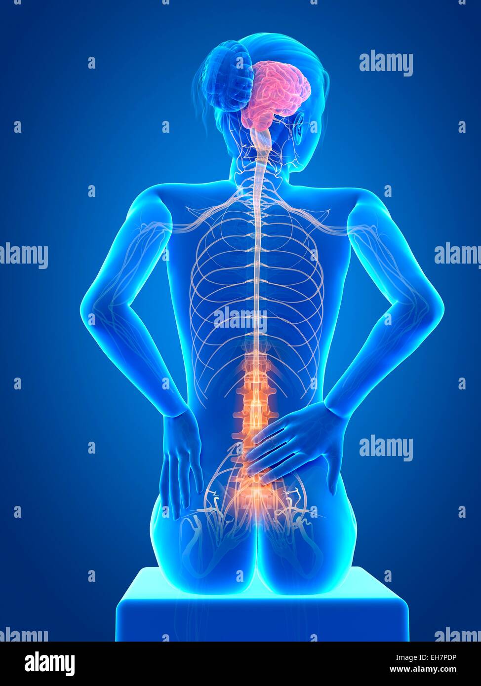 Human back pain, illustration Stock Photo - Alamy