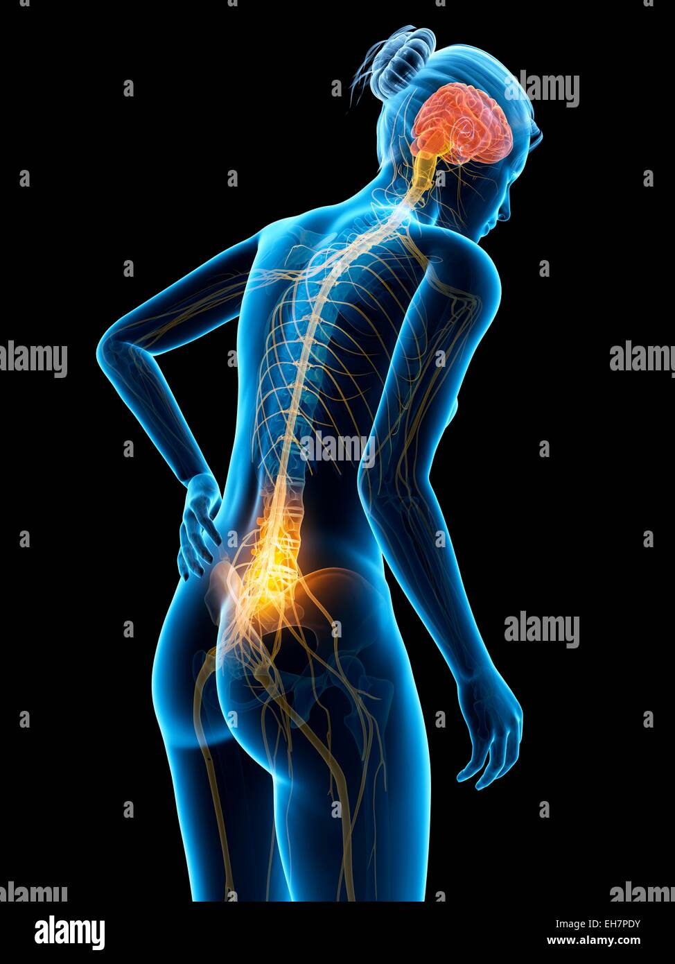 Human back pain, illustration Stock Photo - Alamy