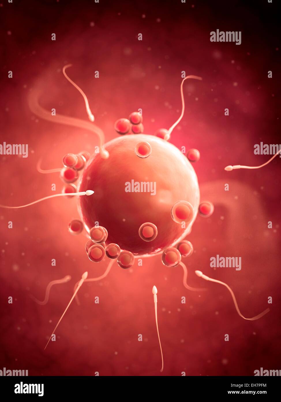 Fertilisation of human egg, illustration Stock Photo - Alamy