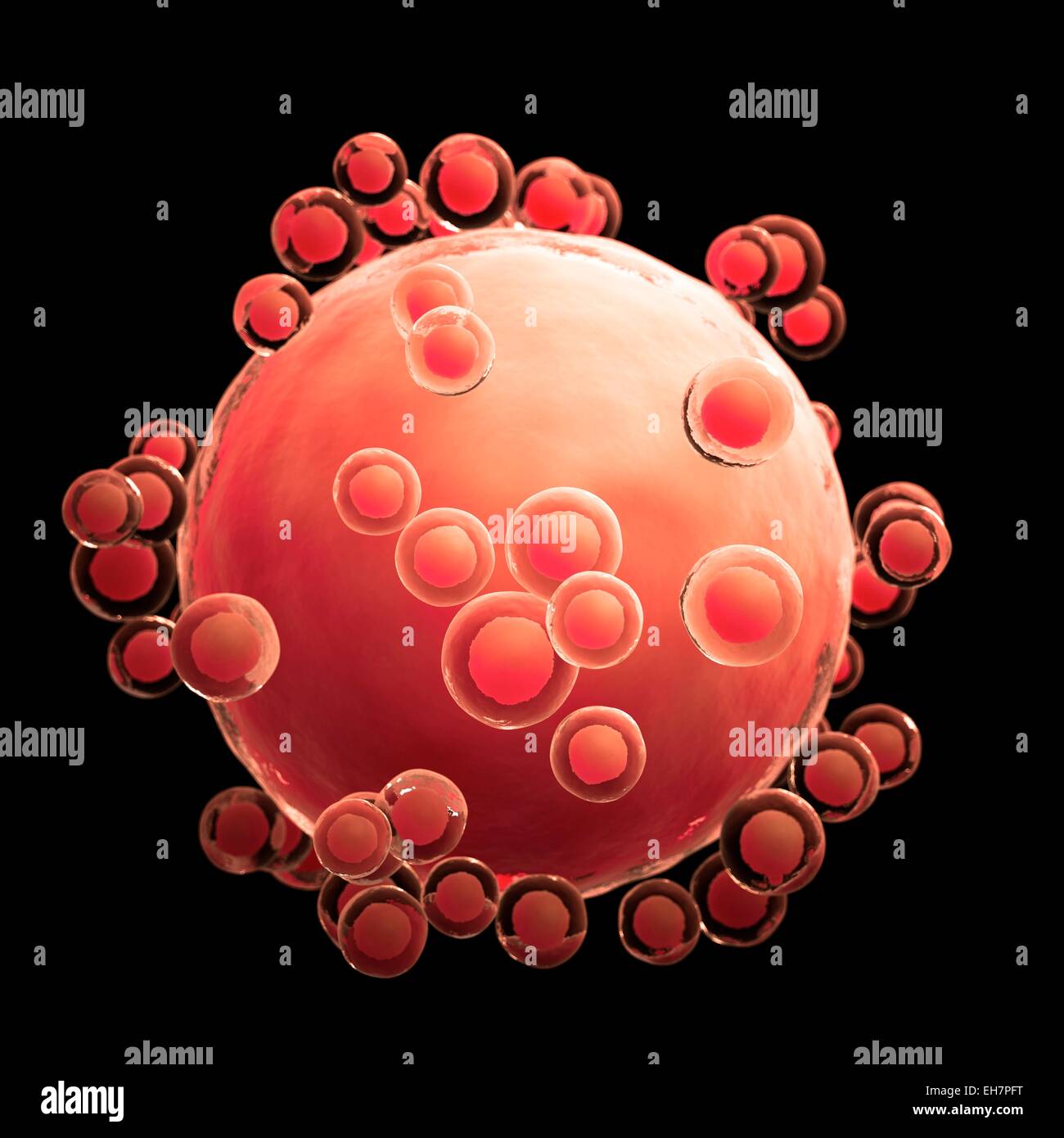 Human egg, illustration Stock Photo - Alamy