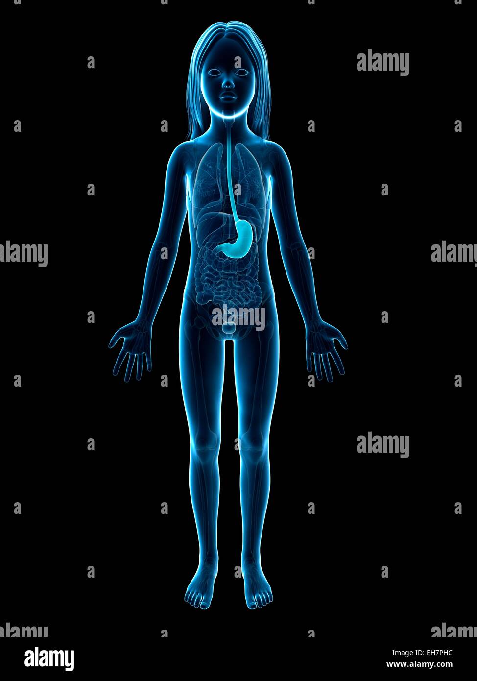 Stomach of girl, illustration Stock Photo - Alamy