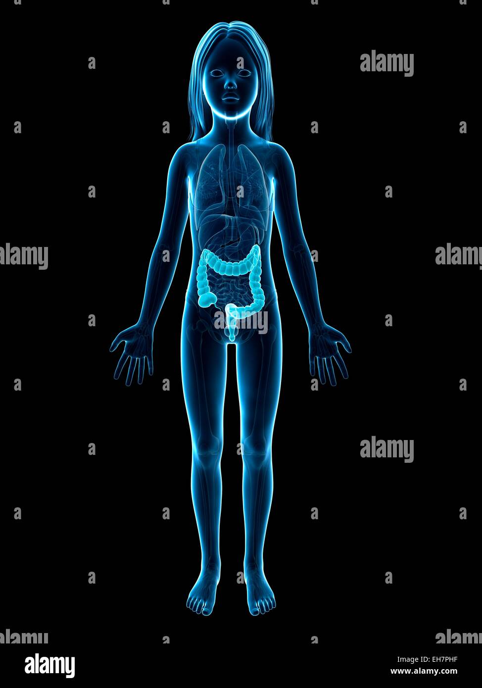 Intestine of girl, illustration Stock Photo - Alamy