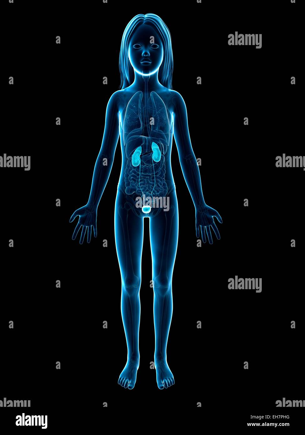 Urinary system of girl, illustration Stock Photo - Alamy