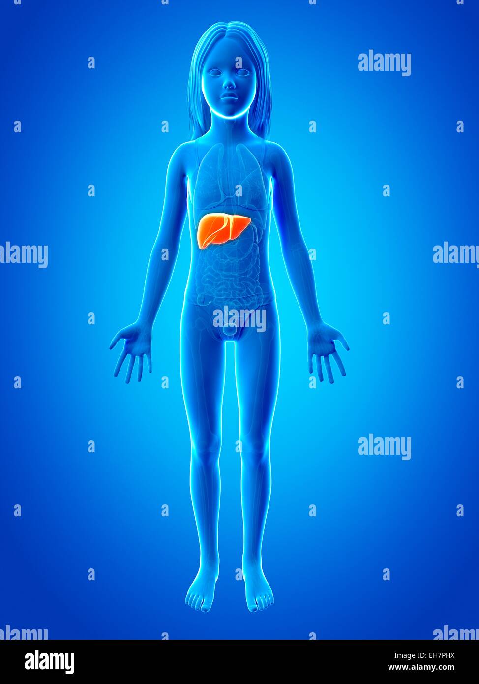 Liver of girl, illustration Stock Photo - Alamy