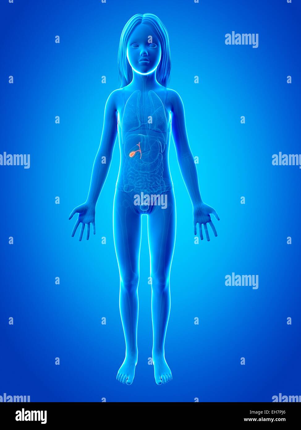 Gall bladder of girl, illustration Stock Photo - Alamy