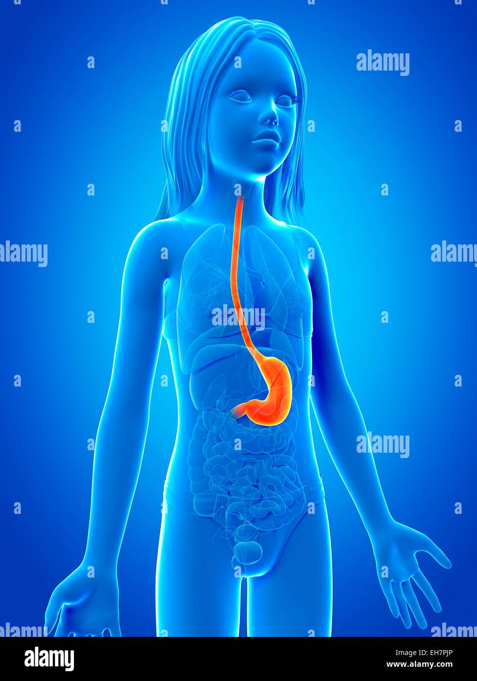 Stomach of girl, illustration Stock Photo - Alamy