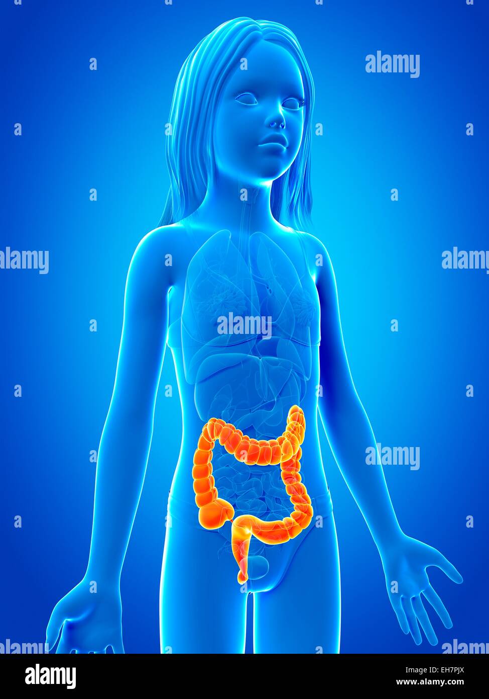 Intestine of girl, illustration Stock Photo - Alamy