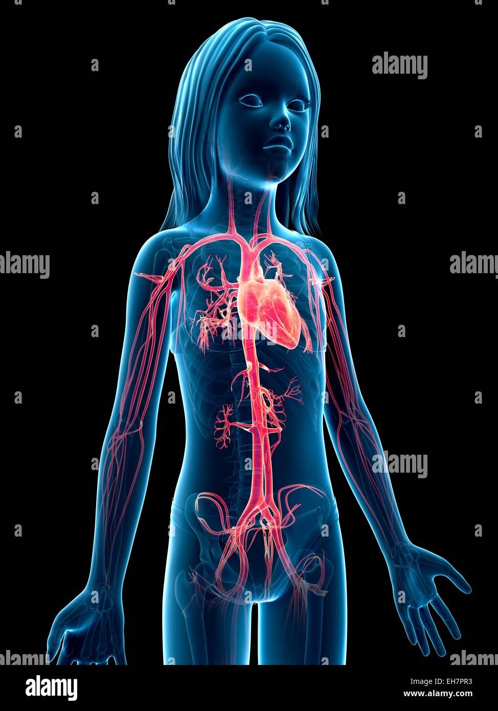 Vascular system of a girl hi-res stock photography and images - Alamy