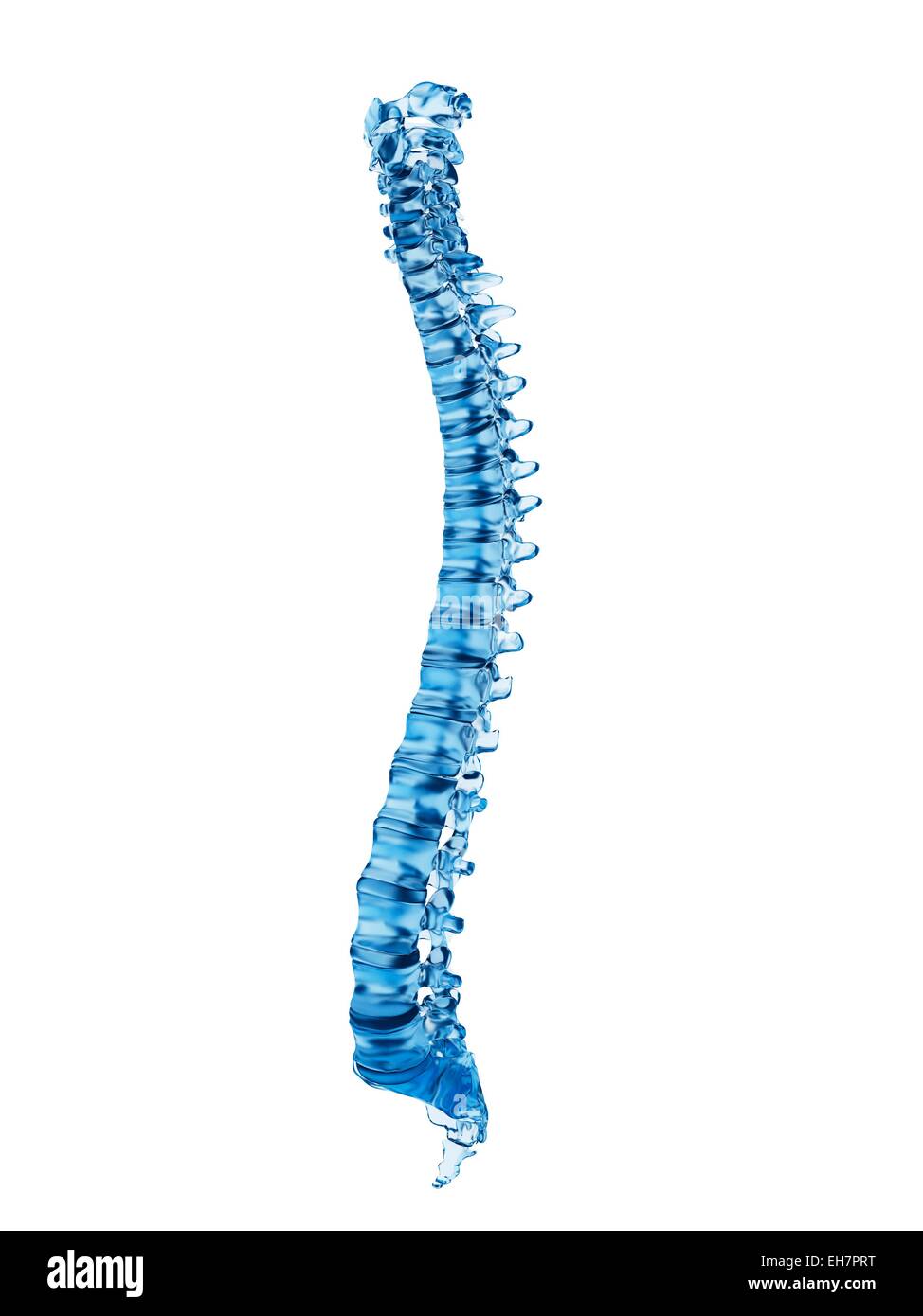 Human spine, illustration Stock Photo - Alamy
