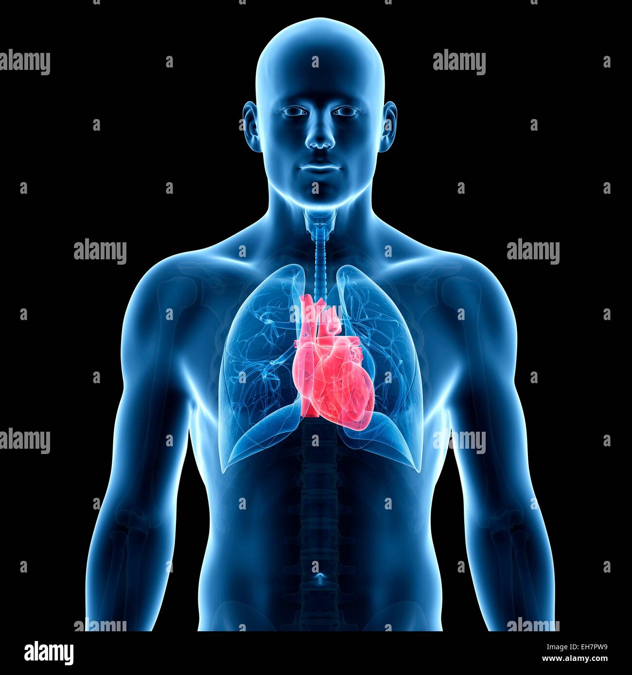 Human heart, illustration Stock Photo - Alamy