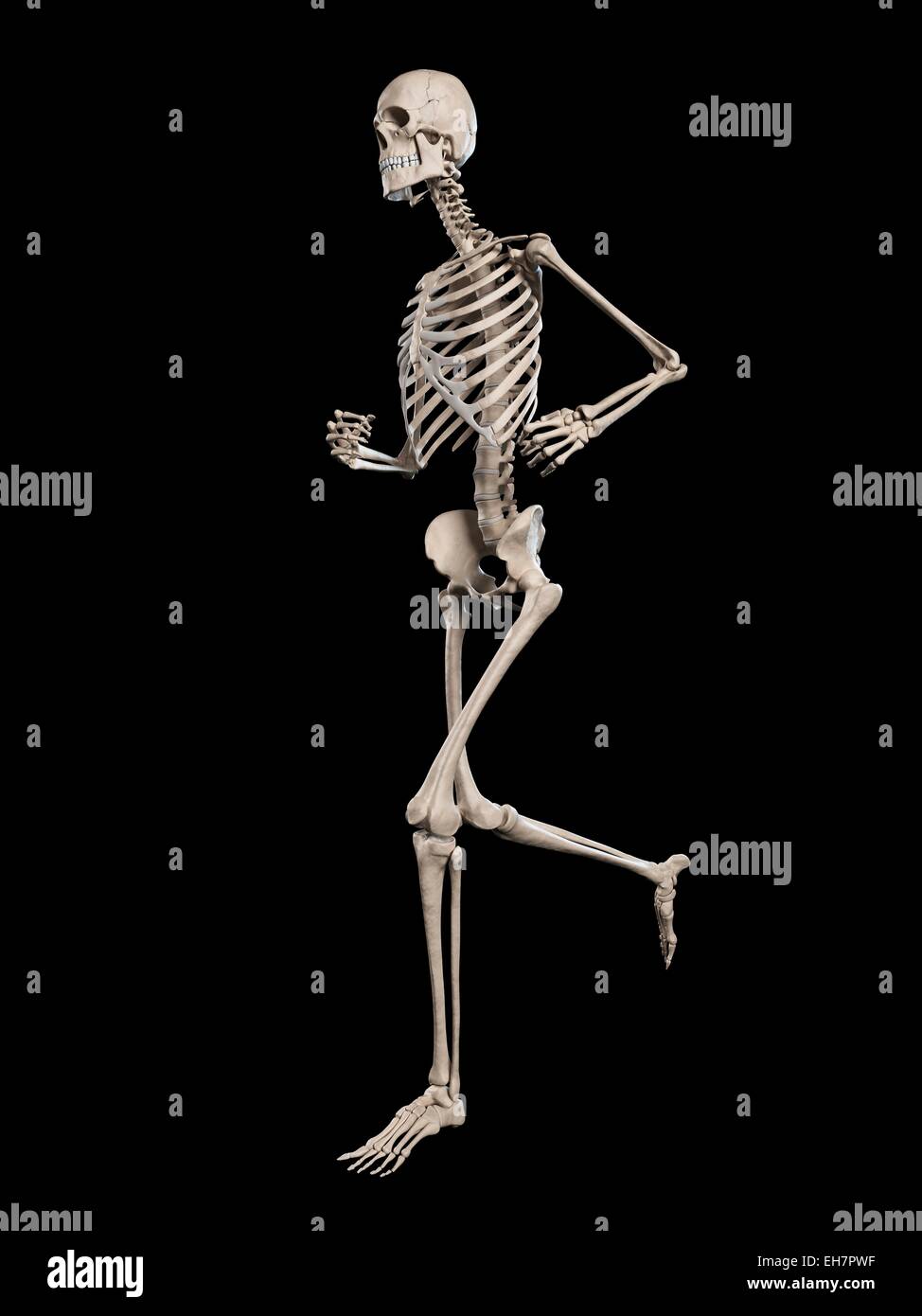 Skeletal system of runner, illustration Stock Photo - Alamy