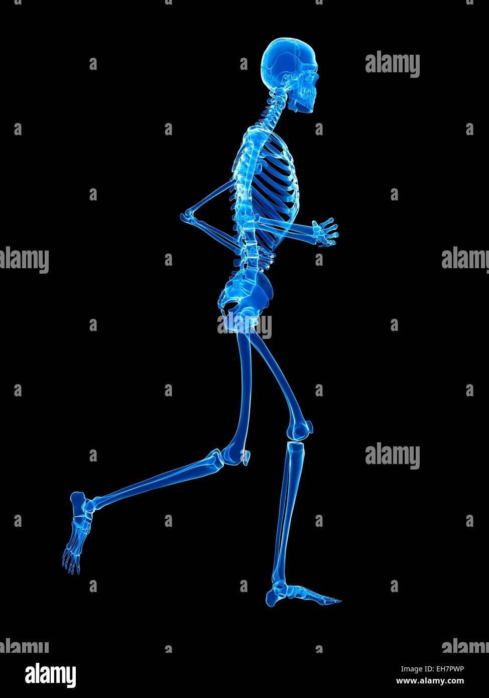 Skeletal system of runner, illustration Stock Photo - Alamy