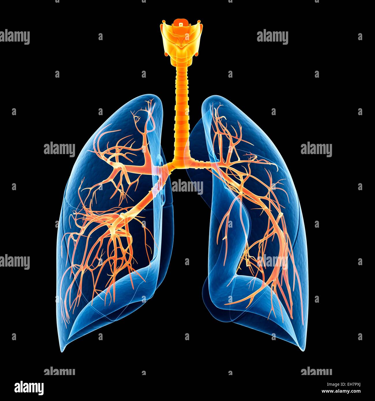 Human lungs, illustration Stock Photo - Alamy