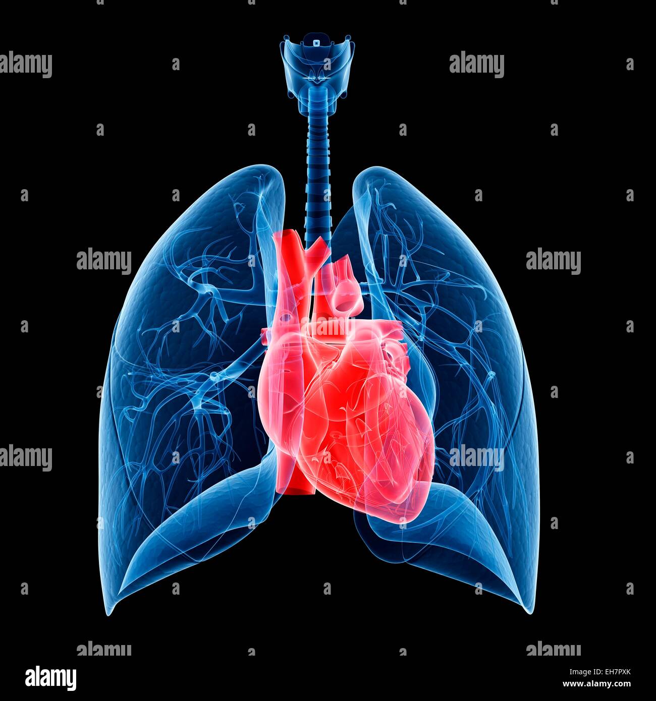 Human heart, illustration Stock Photo - Alamy