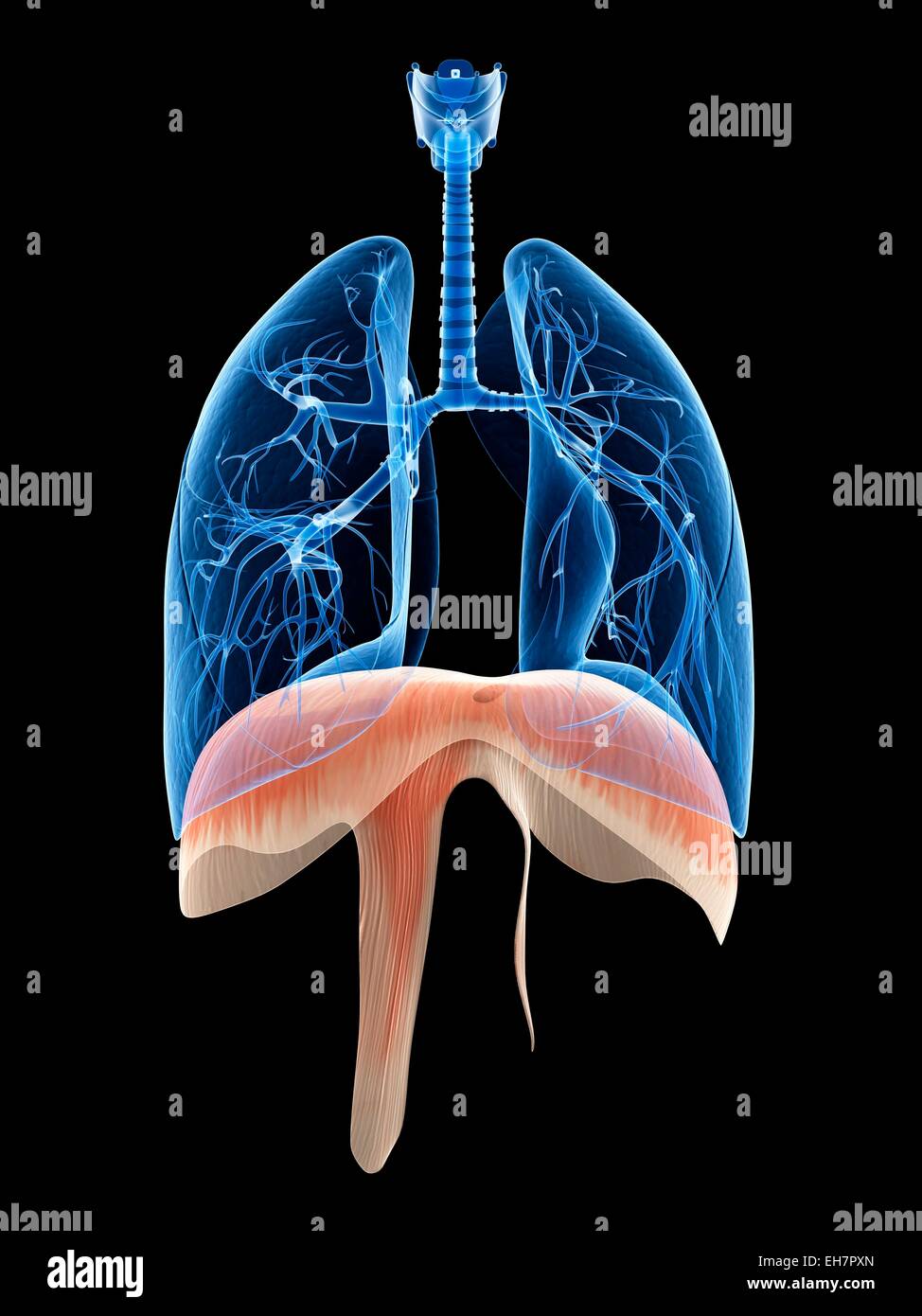 Human diaphragm, illustration Stock Photo - Alamy
