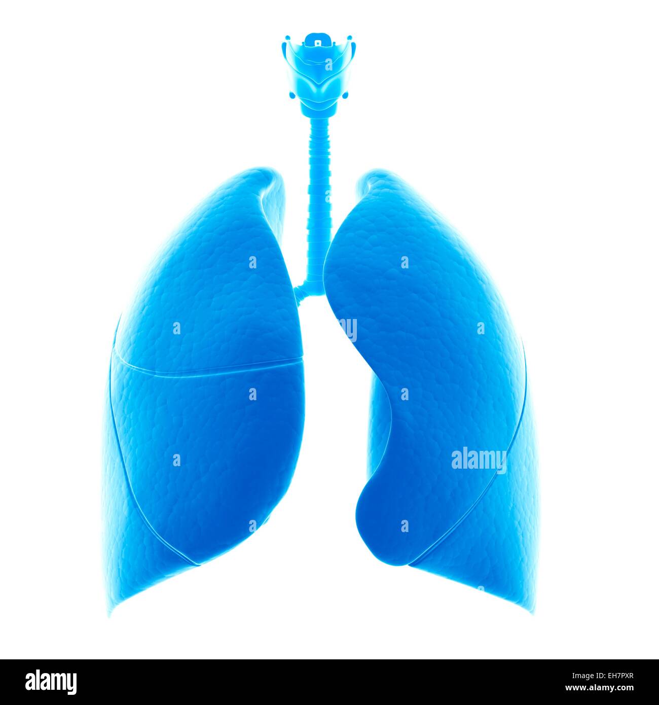Human lungs, illustration Stock Photo - Alamy