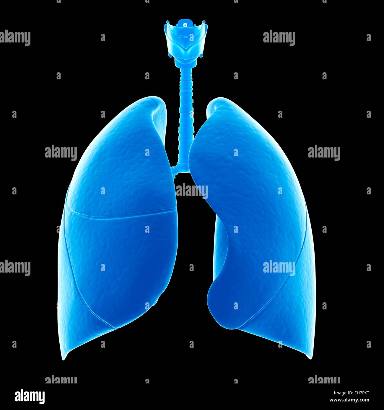 Human lungs, illustration Stock Photo - Alamy