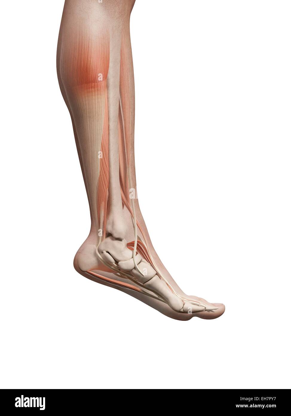 Human leg and foot anatomy, illustration Stock Photo - Alamy