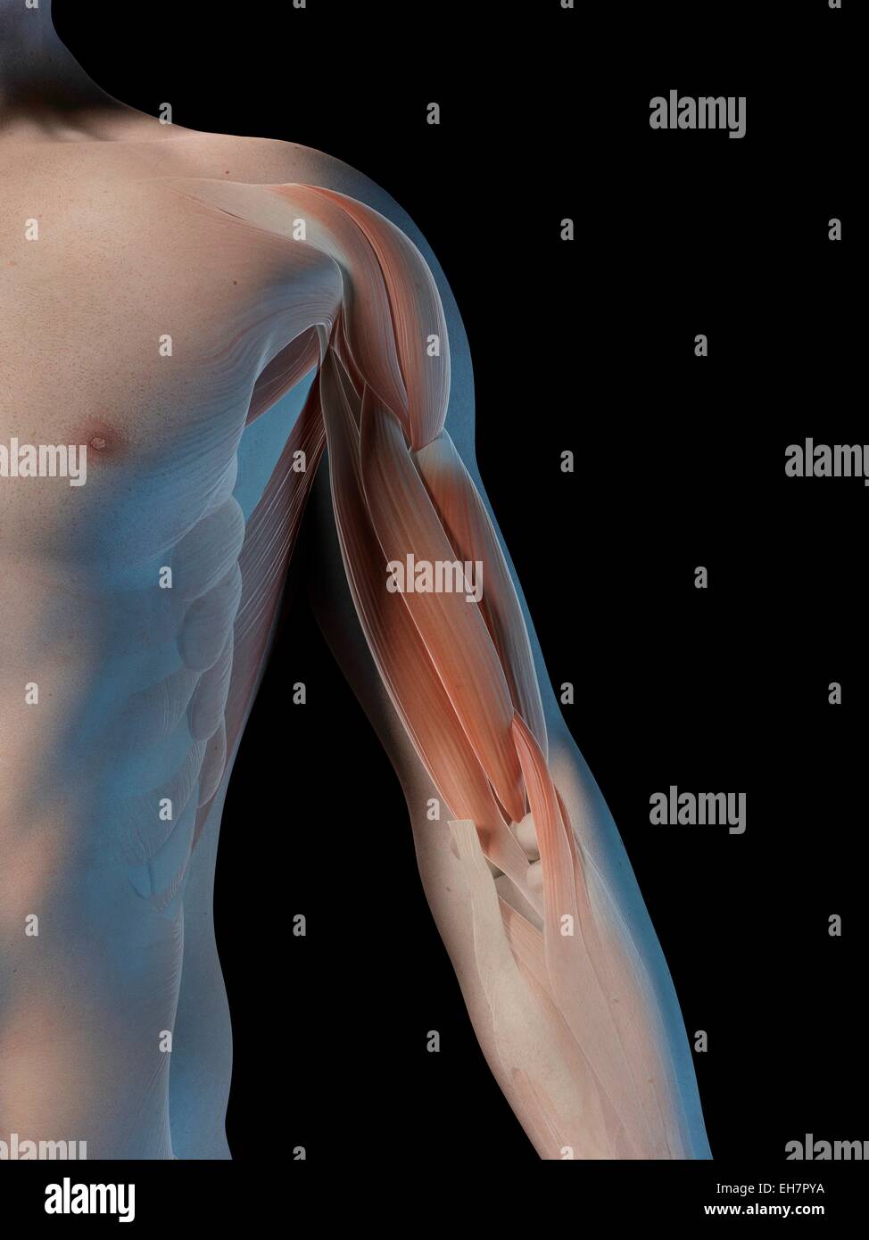 Human arm muscles, illustration Stock Photo - Alamy