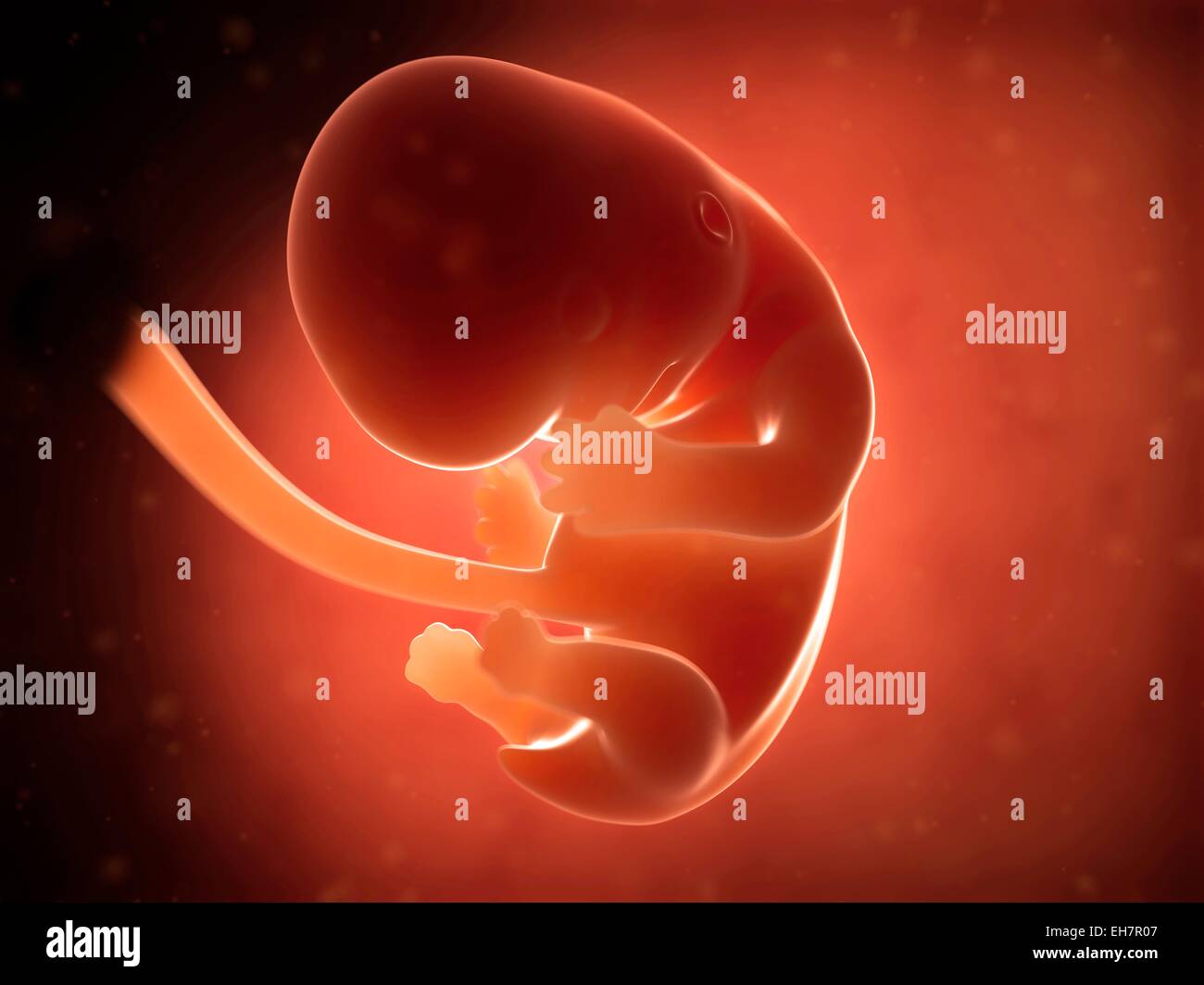 3 months fetus hi-res stock photography and images - Alamy