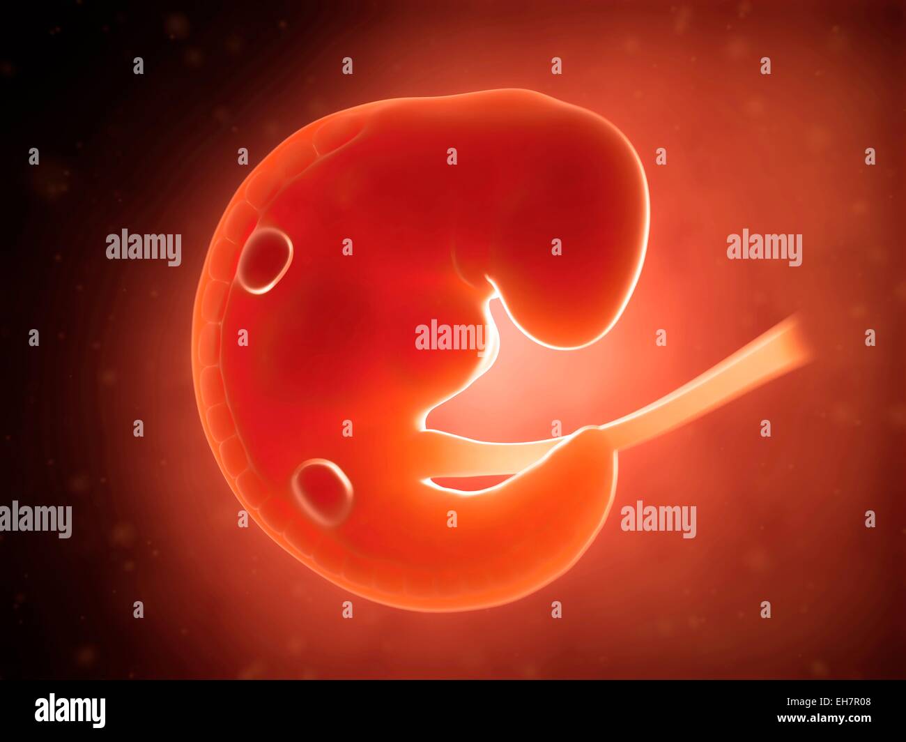 Human fetus at 1 month hi-res stock photography and images - Alamy