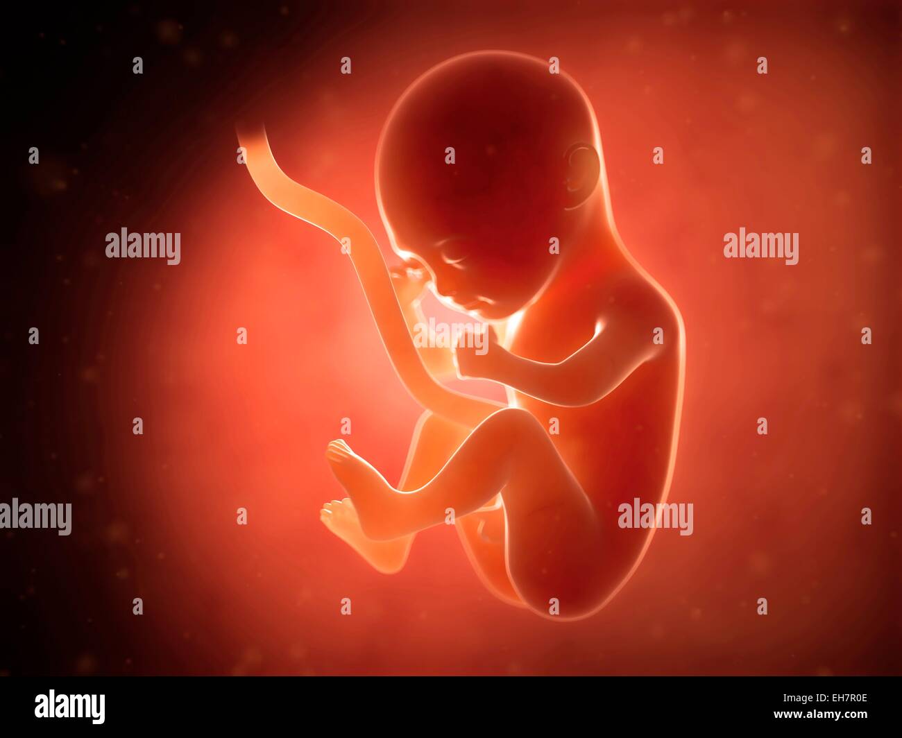 3 Months Fetus Hi res Stock Photography And Images Alamy 3-months-fetus-hi-res-stock-photography-and-images-alamy