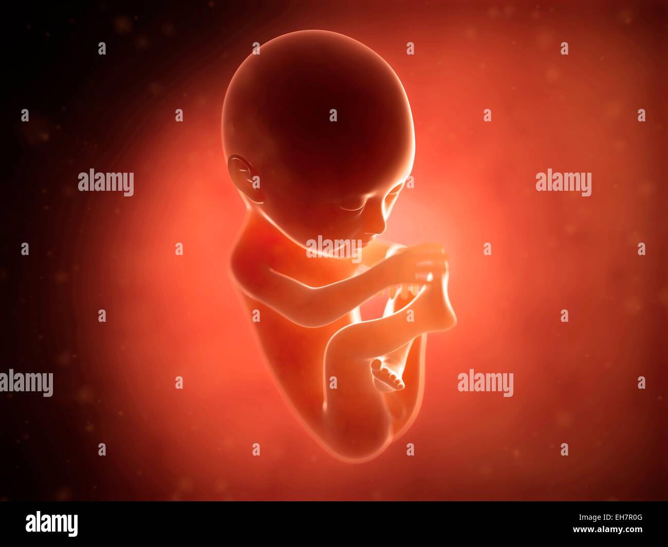 3 months fetus hi-res stock photography and images - Alamy