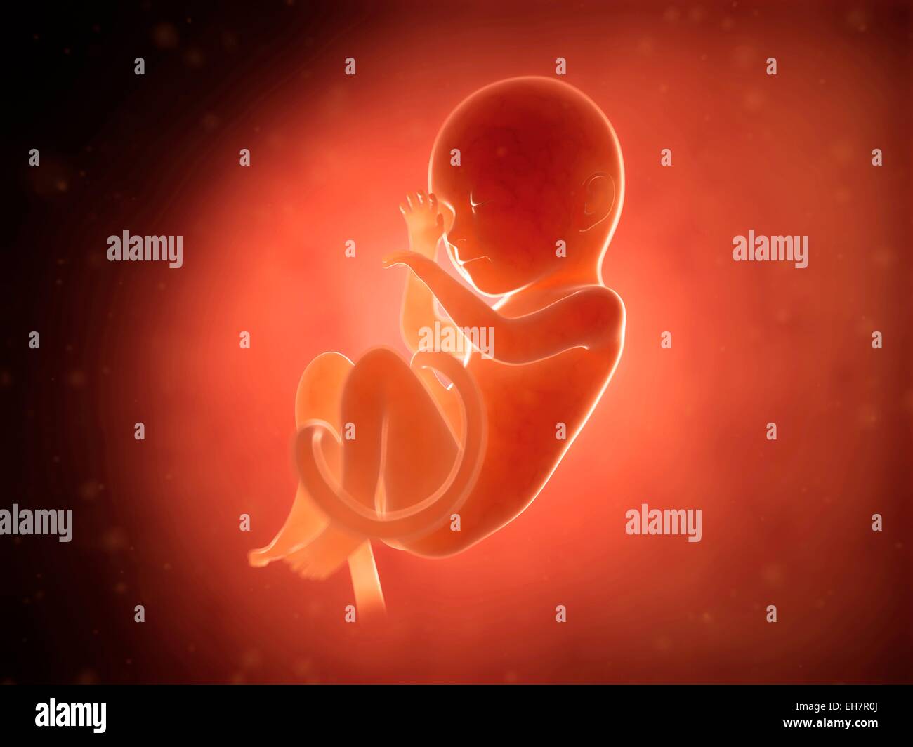 Human fetus at 7 months, illustration Stock Photo - Alamy