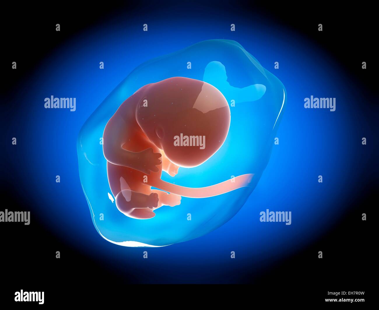 3 months fetus hi-res stock photography and images - Alamy