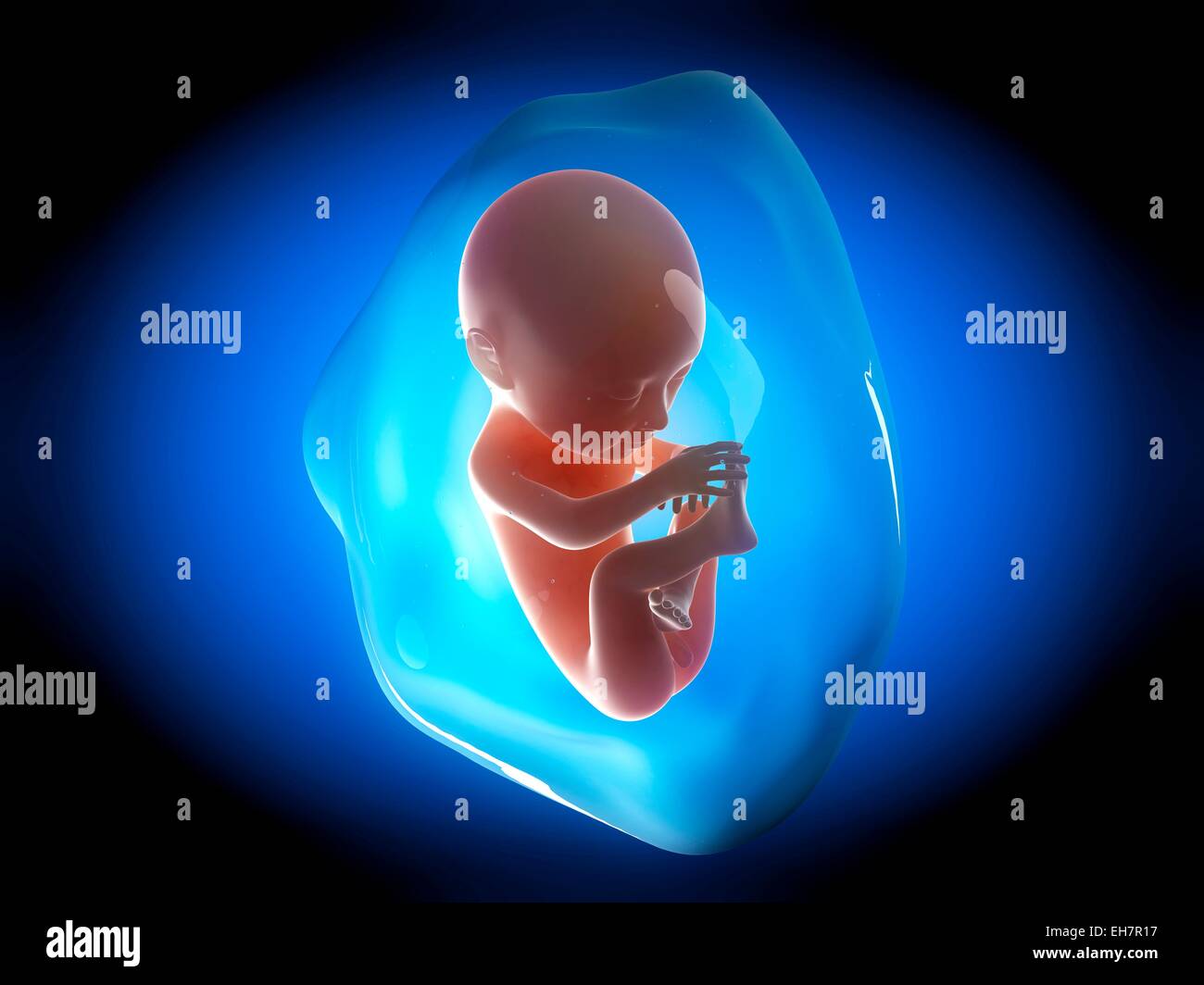 3 months fetus hi-res stock photography and images - Alamy