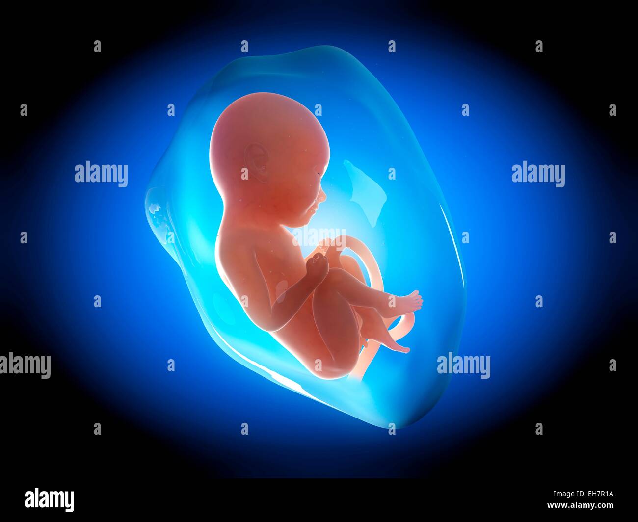 3 months fetus hi-res stock photography and images - Alamy