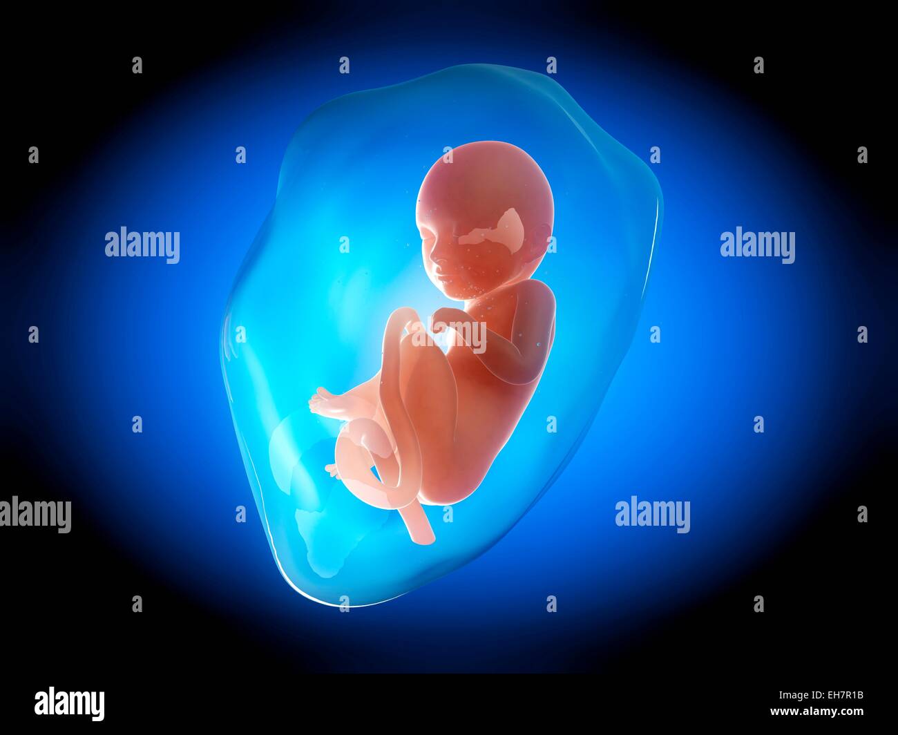 3 months fetus hi-res stock photography and images - Alamy
