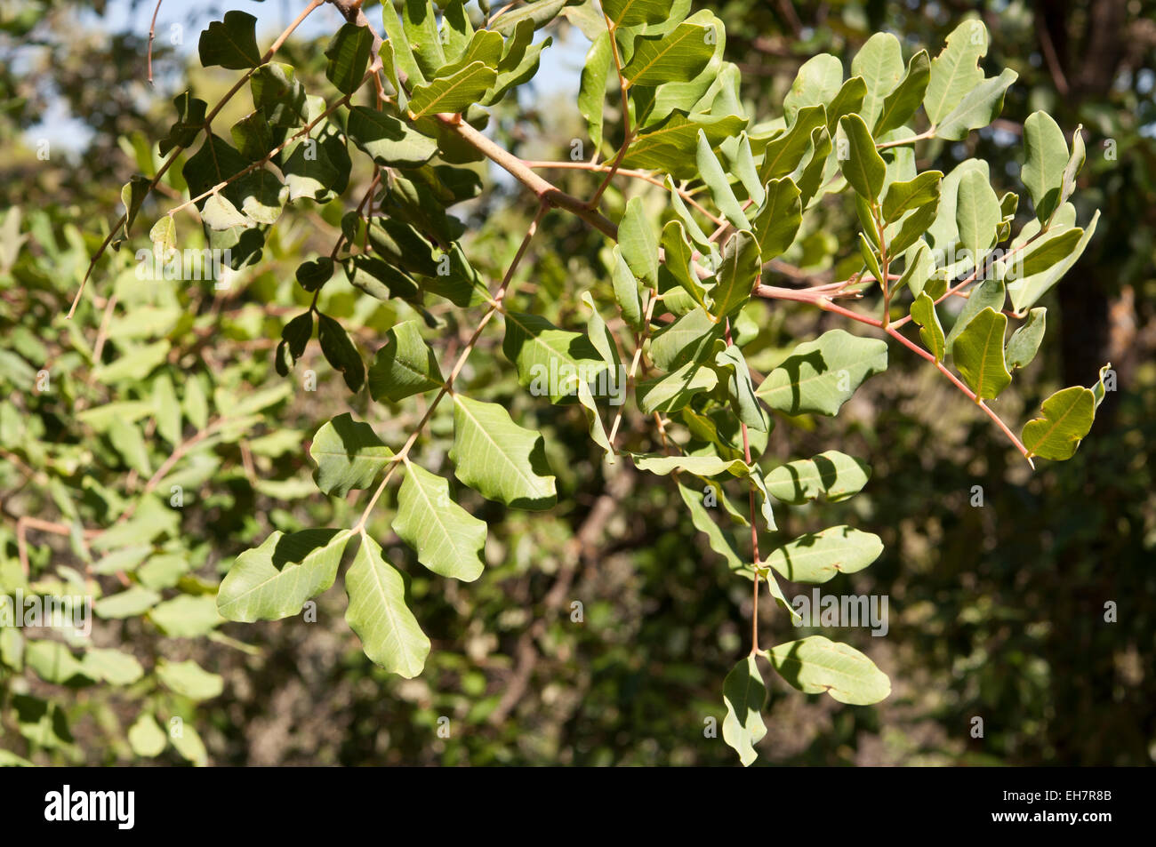 Carob tree ceratonia siliqua hi-res stock photography and images - Alamy