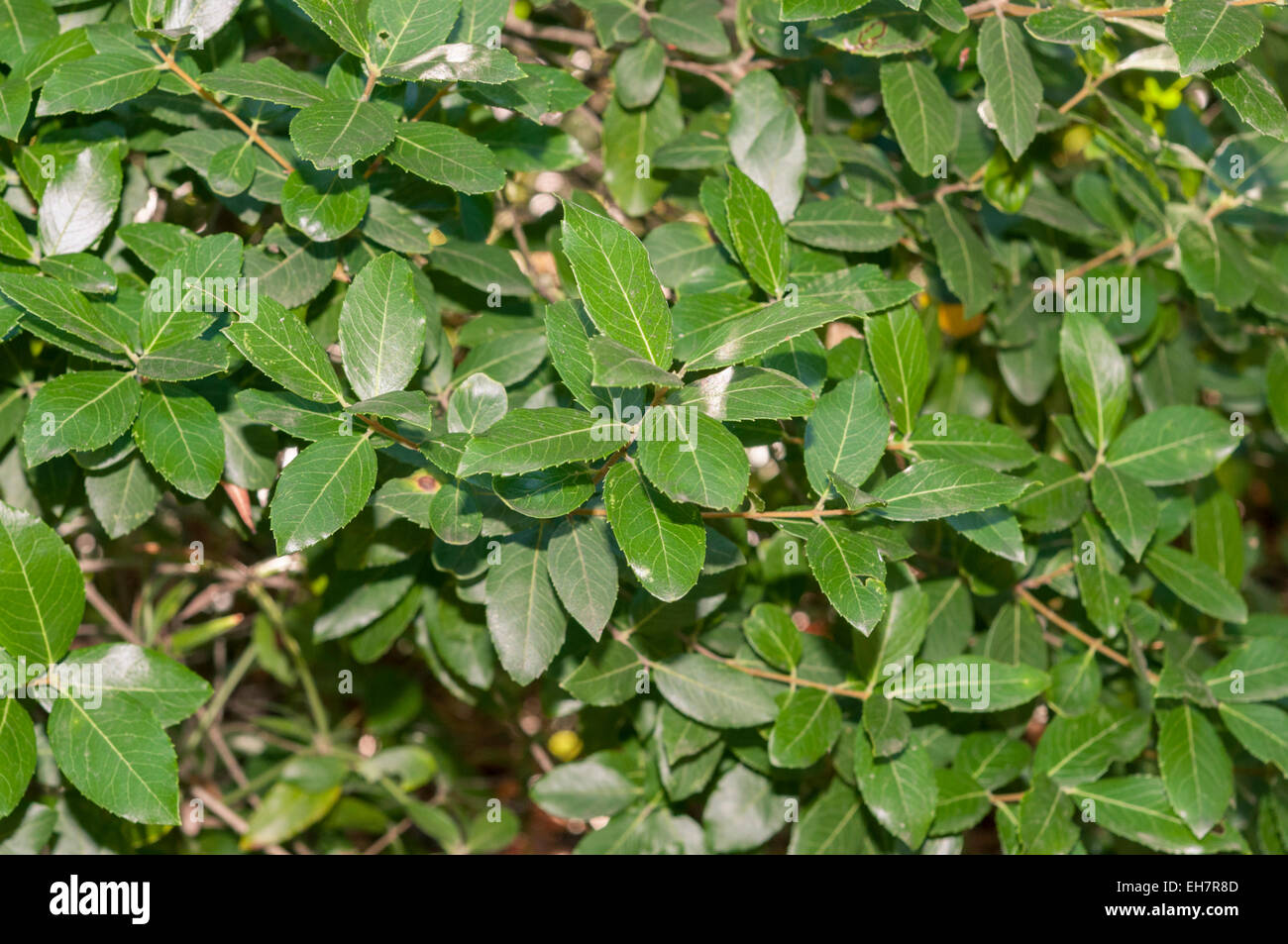 Phillyrea latifolia hi-res stock photography and images - Alamy
