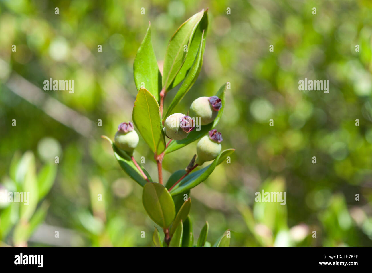 Myrtle myrtus communis hi-res stock photography and images - Alamy