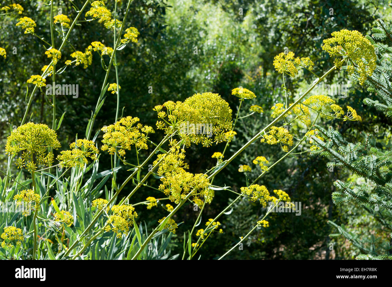 Leaves and flowers of Bupleurum gibraltaricum Stock Photo - Alamy