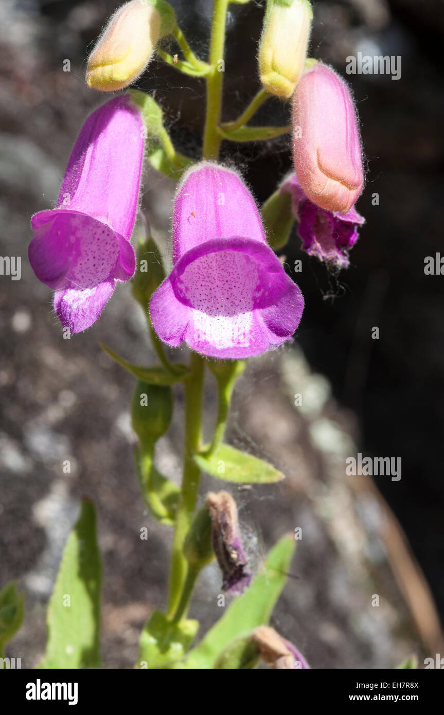 Flowers of Spanish foxglove, Digitalis thapsi. Photo taken in ...
