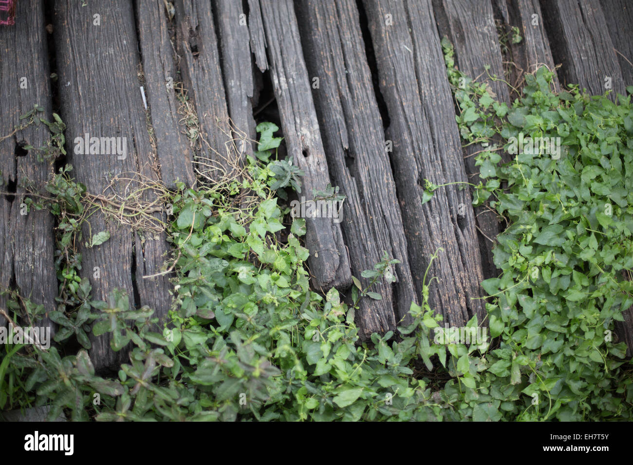 Green foliage grows over an old wooden platform, Mahachai, Thailand ...