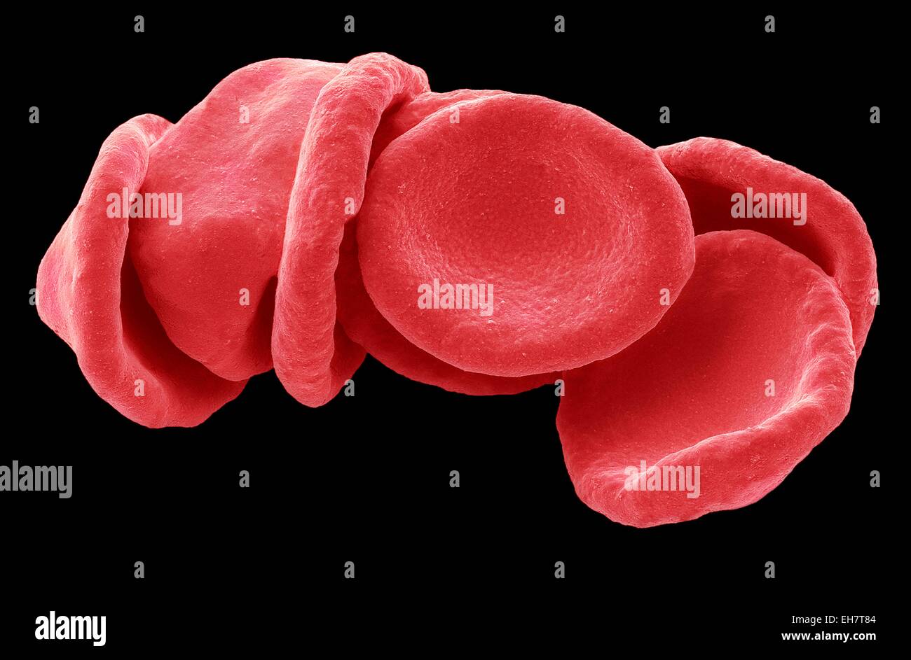 Red blood cells microscope hi-res stock photography and images - Alamy