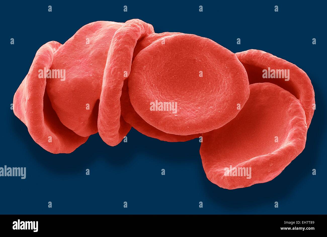 Red cells microscope hi-res stock photography and images - Alamy