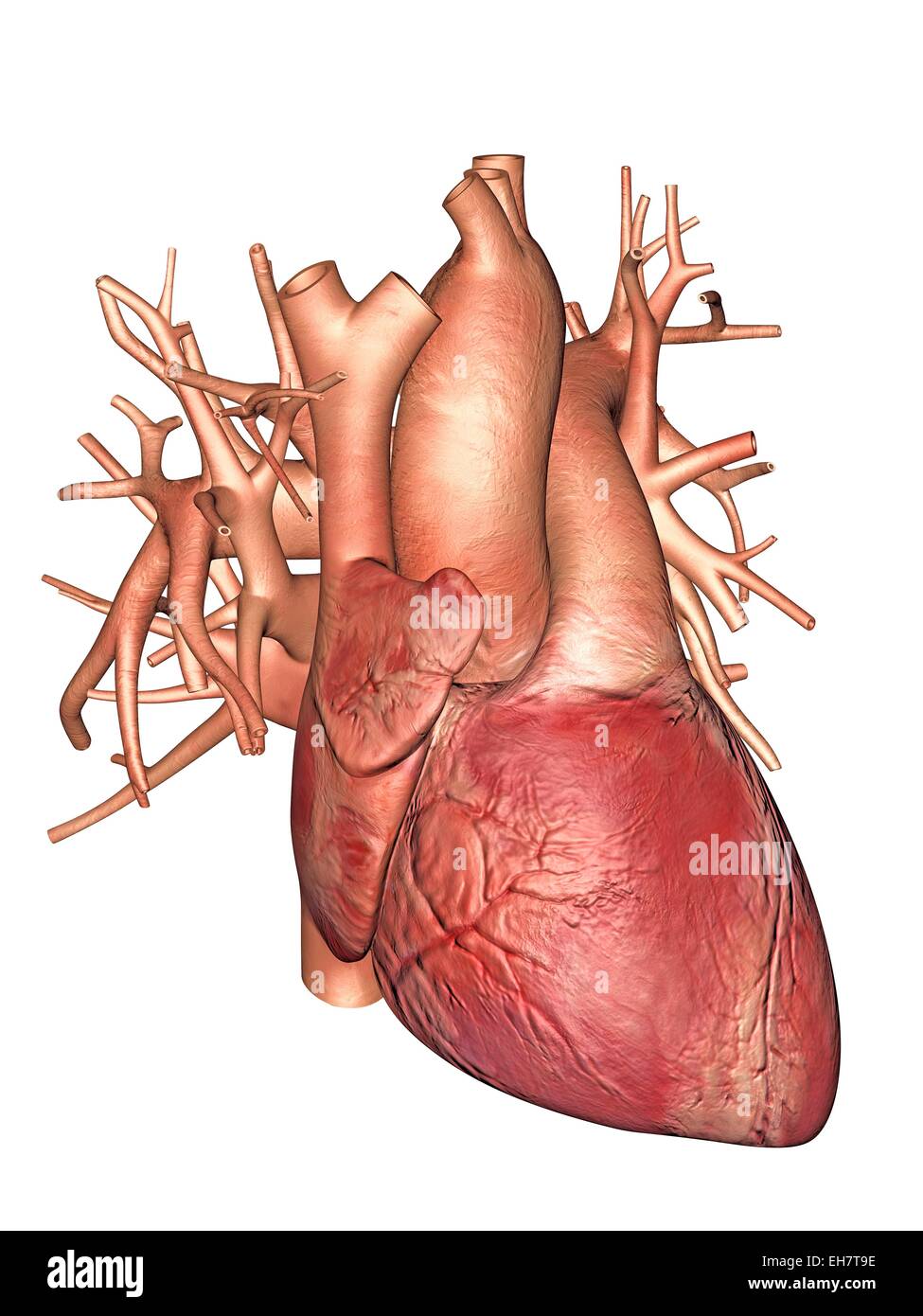 Human heart cut out anatomical hi-res stock photography and images - Alamy