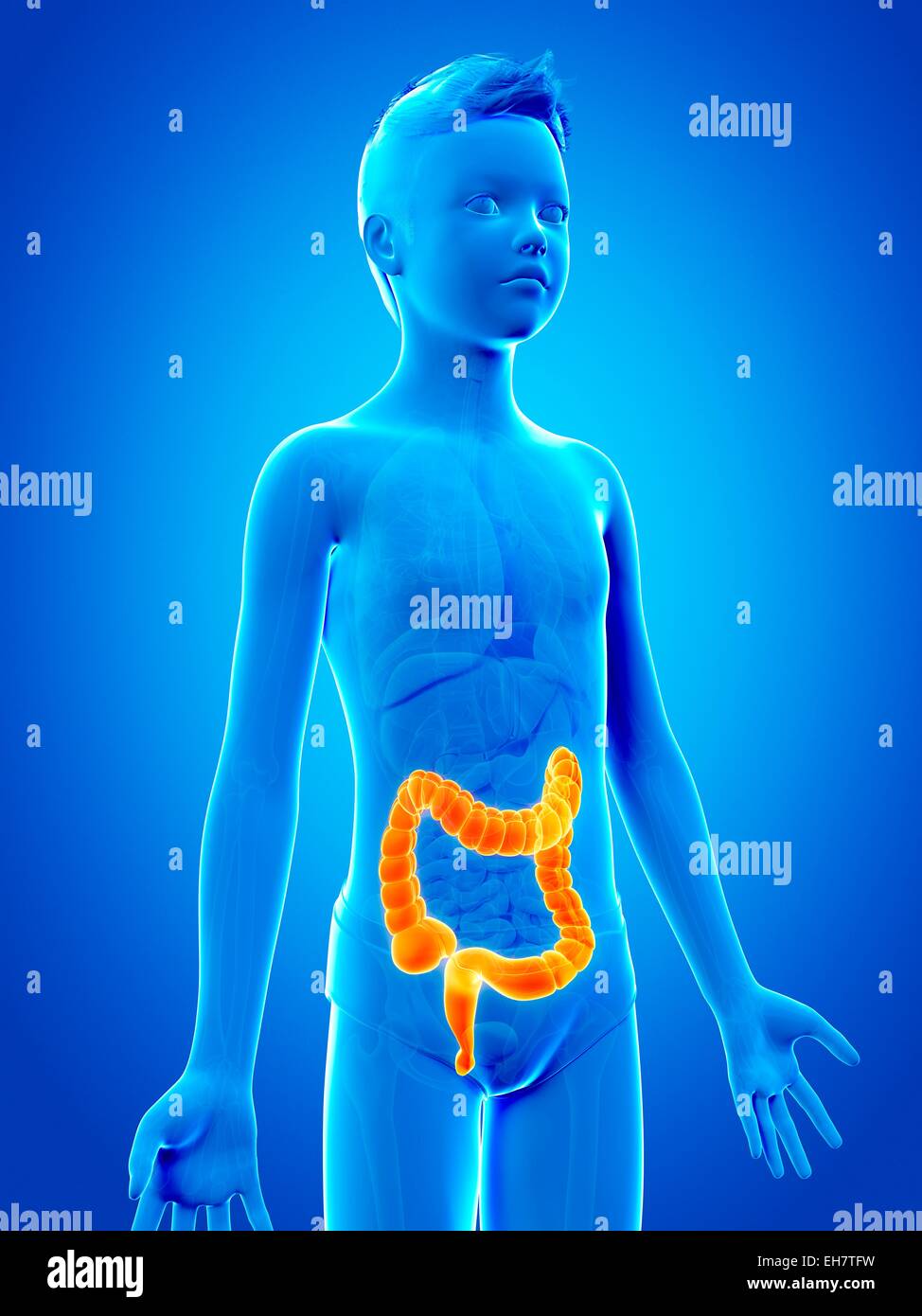 Digestive system of a child hi-res stock photography and images - Alamy